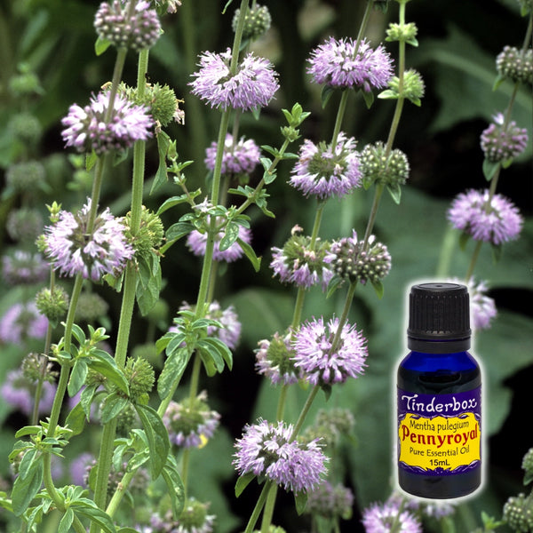 Pennyroyal Essential Oil Tinderbox