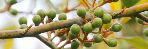 Essential Oil: Litsea Cubeba – Tinderbox