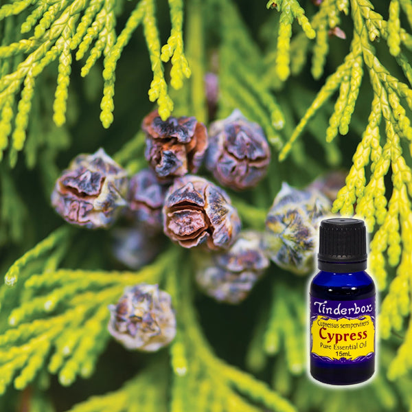 Cypress Essential Oil | Tinderbox