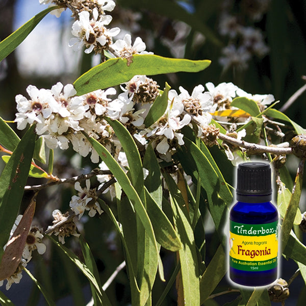 Fragonia Essential Oil | Tinderbox