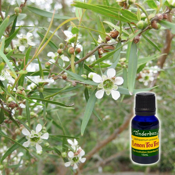 Lemon Tea Tree Essential Oil | Tinderbox