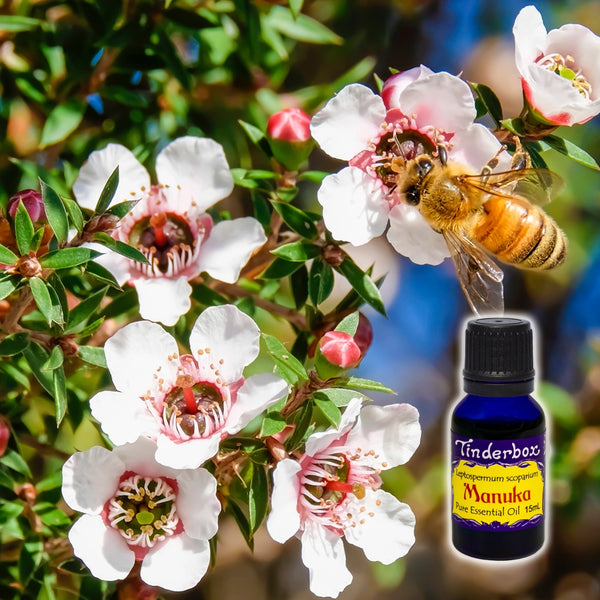 Manuka Essential Oil | Tinderbox