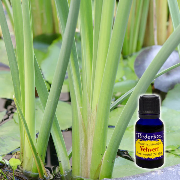 Vetivert Essential Oil | Tinderbox