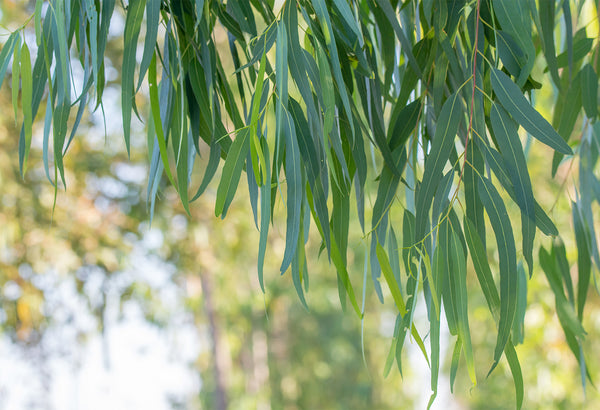 Eucalyptus Radiata Essential Oil | Australian Eucalyptus | Tinderbox