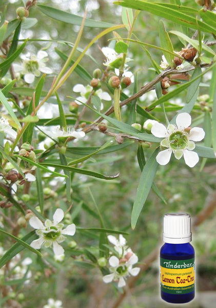 Lemon Tea Tree Essential Oil | Tinderbox