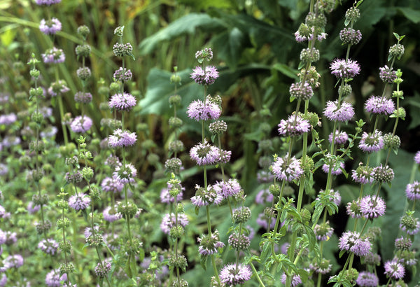 Pennyroyal Essential Oil Tinderbox
