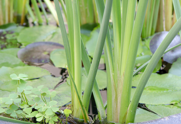 Vetivert Essential Oil | Tinderbox